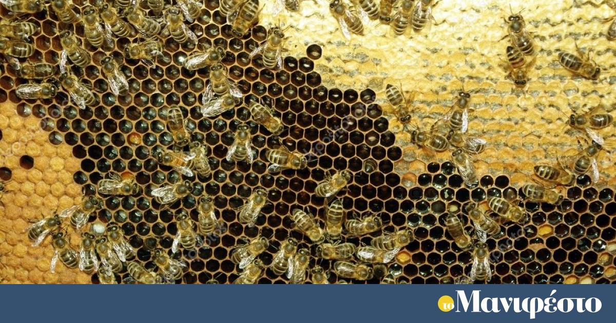 Συγκροτήθηκε η Ομάδα Εργασίας για το Εθνικό Μελισσοκομικό Πρόγραμμα ...