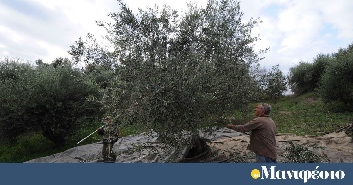 Ηράκλειο: Η «χρυσή» χρονιά της Κρήτης για το ελαιόλαδο- Πρόβλημα, η ...