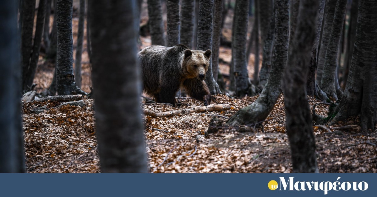 Οι αρκούδες στο Νυμφαίο ξύπνησαν…
