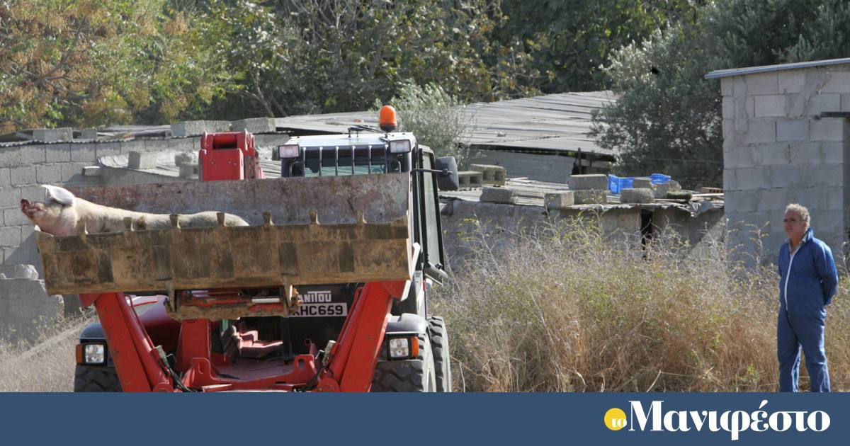 Θεσσαλονίκη: κρούσμα αφρικανικής πανώλης των χοίρων σε εκτροφή στον ...