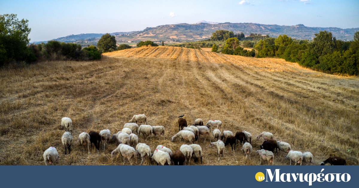 Σπύρος Πρωτοψάλτης για ευλογιά: Τα τρία βασικά μέτρα του ΥΠΑΑΤ ...