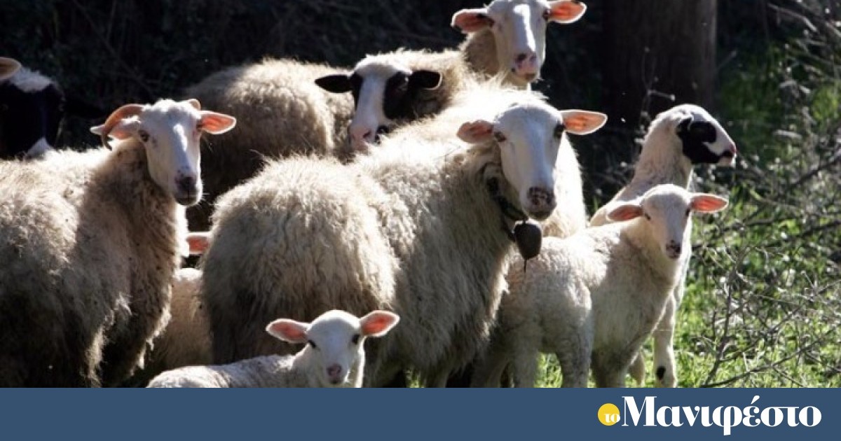Οι αποζημιώσεις για την πανώλη και την ευλογιά των αιγοπροβάτων ...
