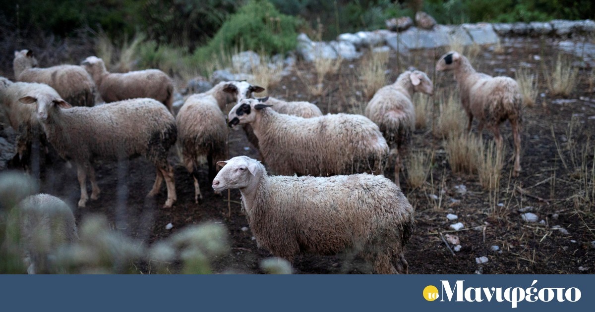 Διευκρινίσεις του υπουργείου Αγροτικής Ανάπτυξης για την ευλογιά