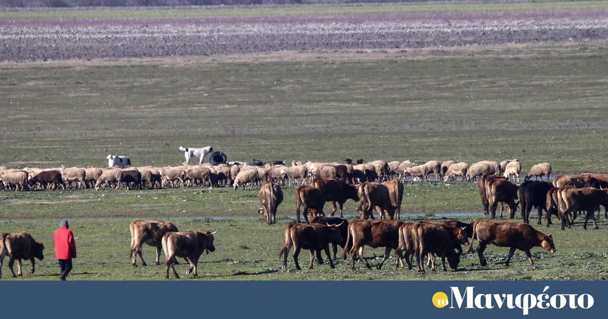Ευλογιά των αιγοπροβάτων: νέο κρούσμα στον Αλμυρό Μαγνησίας